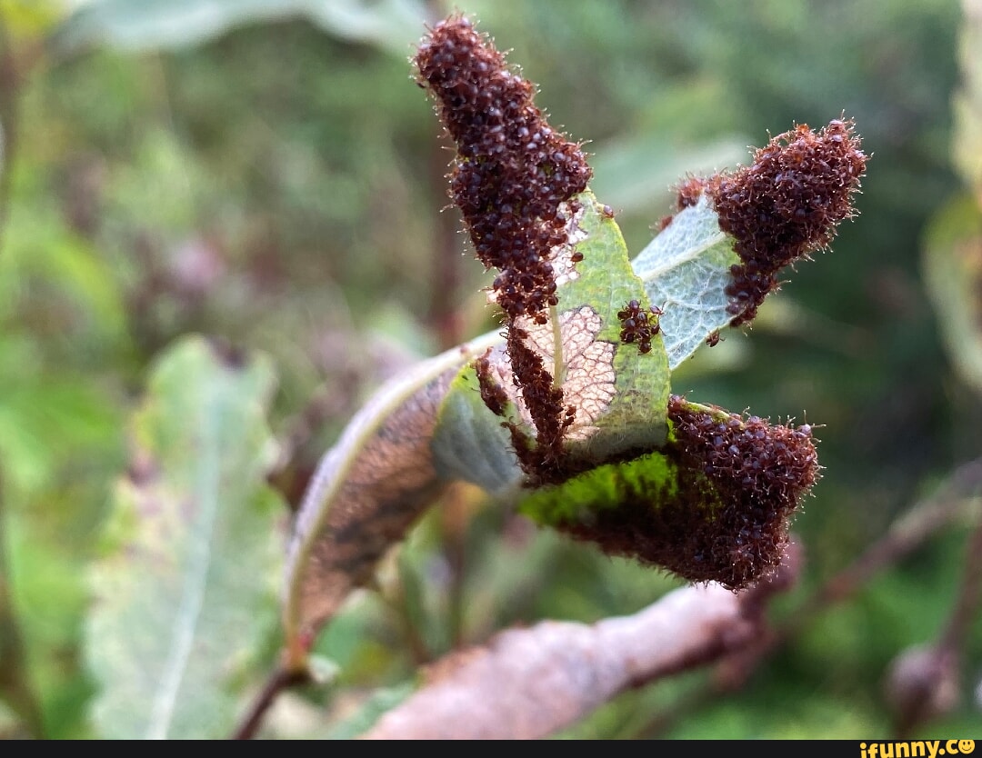 Ticks memes. Best Collection of funny Ticks pictures on iFunny