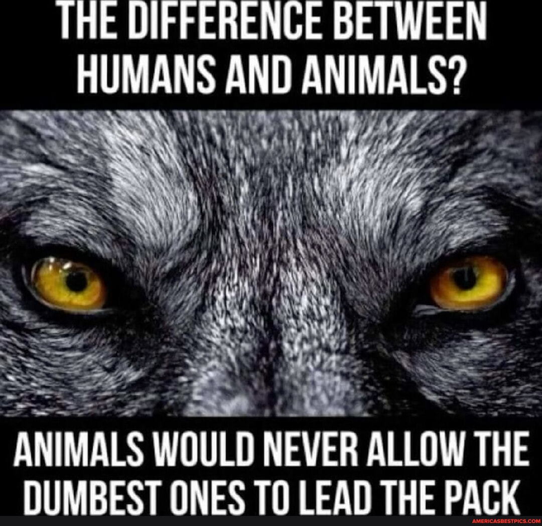 THE DIFFERENCE BETWEEN HUMANS AND ANIMALS? ANIMALS WOULD NEVER ALLOW ...