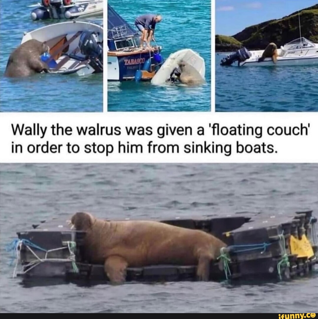 Sinking memes. Best Collection of funny Sinking pictures on iFunny