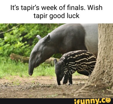 Tapirs memes. Best Collection of funny Tapirs pictures on iFunny
