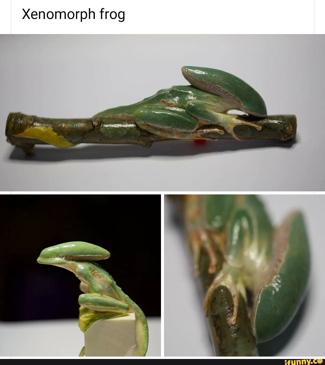 Xenomorph frog - iFunny