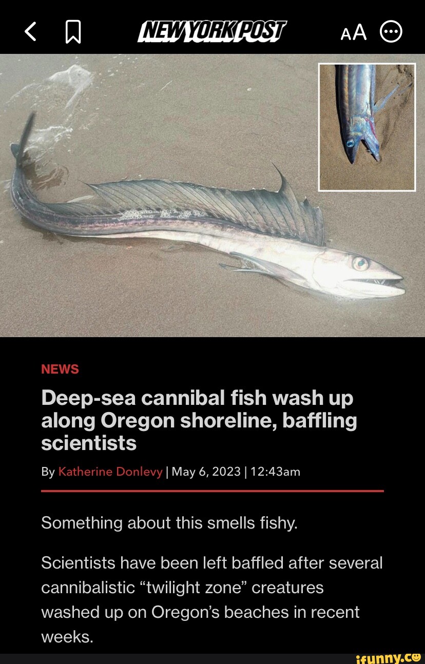 NEWS Deep-sea cannibal fish wash up along Oregon shoreline, baffling ...