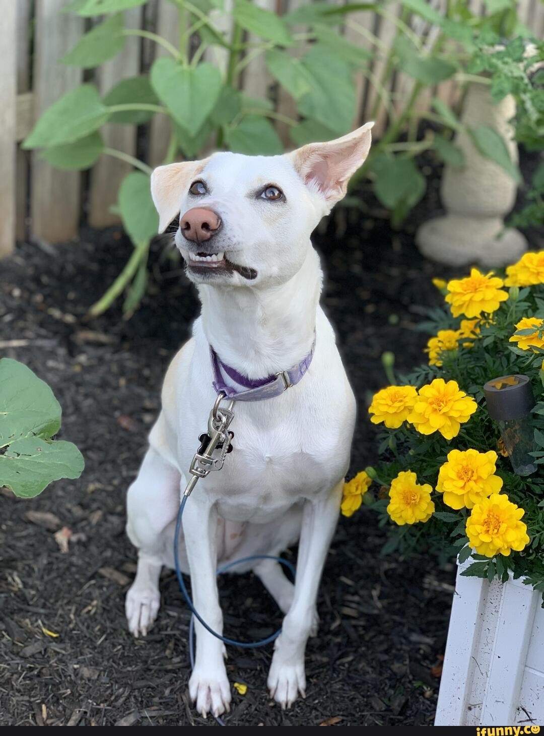 Teefs memes. Best Collection of funny Teefs pictures on iFunny