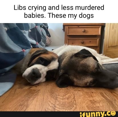 Libs crying and less murdered babies. These my dogs - iFunny