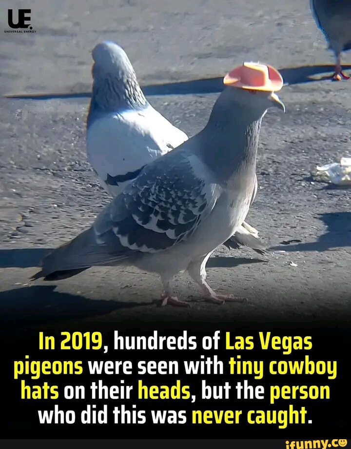 In 2019, hundreds of Las Vegas pigeons were seen with tiny cowboy hats ...