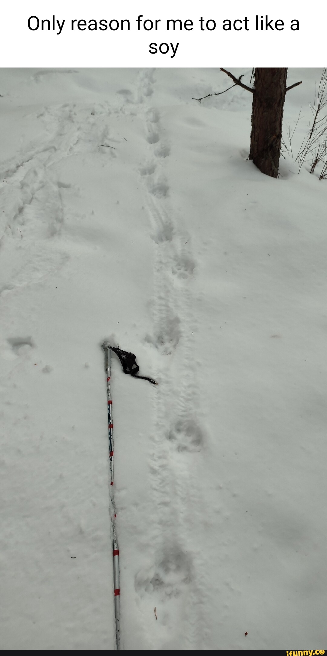 Lynx memes. Best Collection of funny Lynx pictures on iFunny