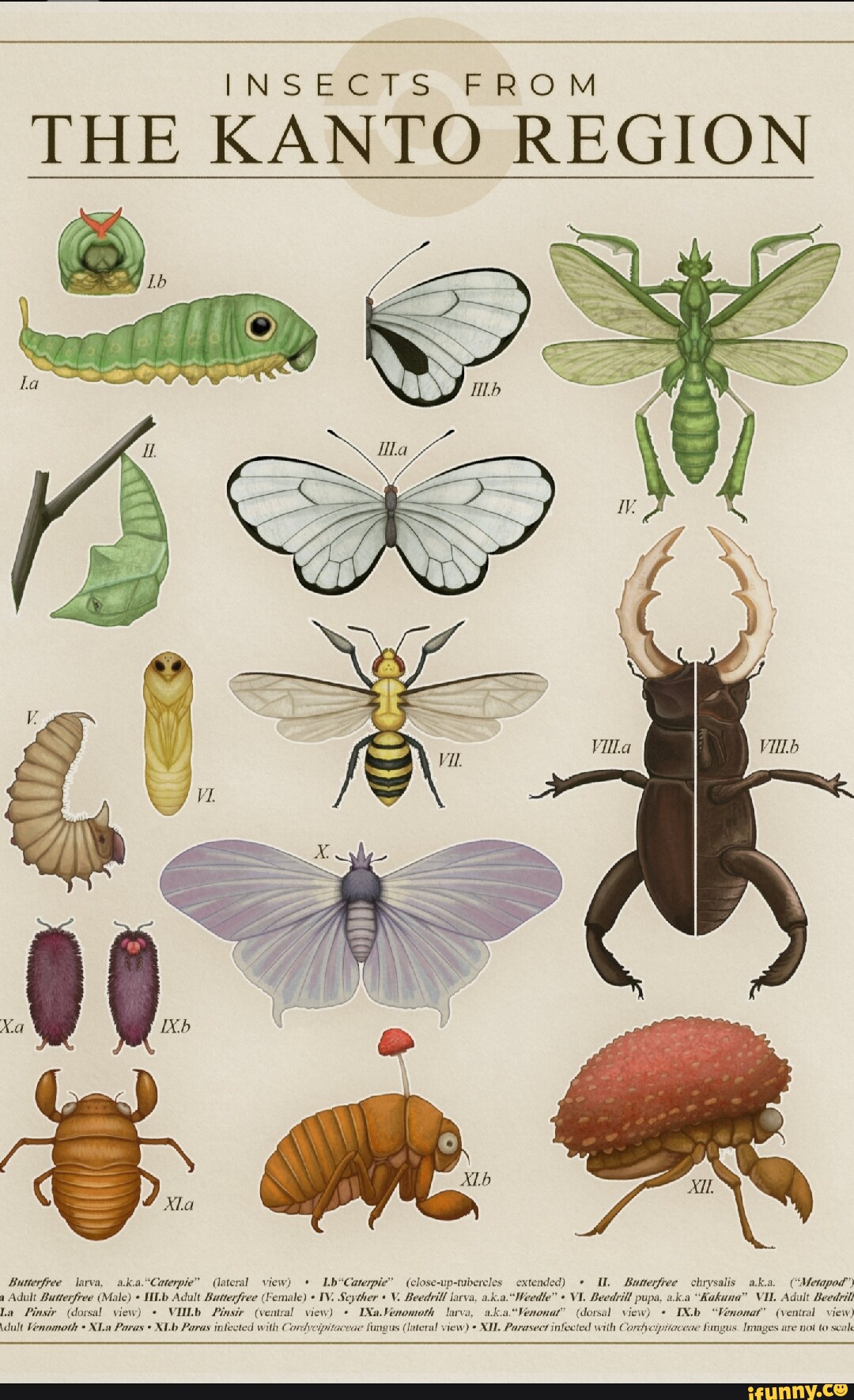 [NS O M THE KANTO REGION Burterfree larva, (lateral view) xtended ...