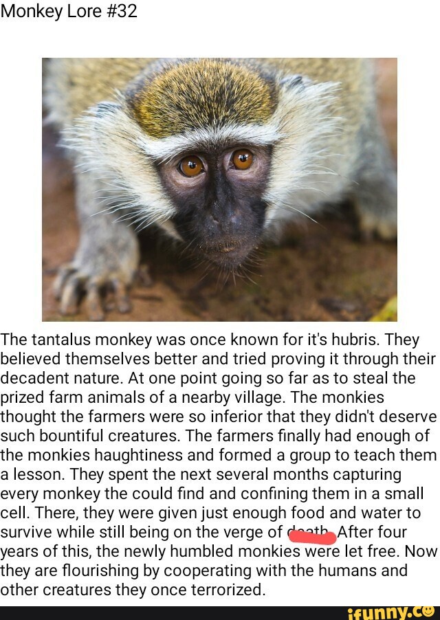 Monkey Lore #32 The tantalus monkey was once known for it's hubris ...