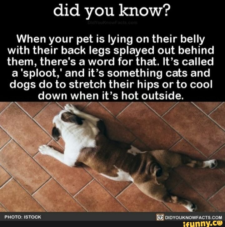 Stretch memes. Best Collection of funny Stretch pictures on iFunny