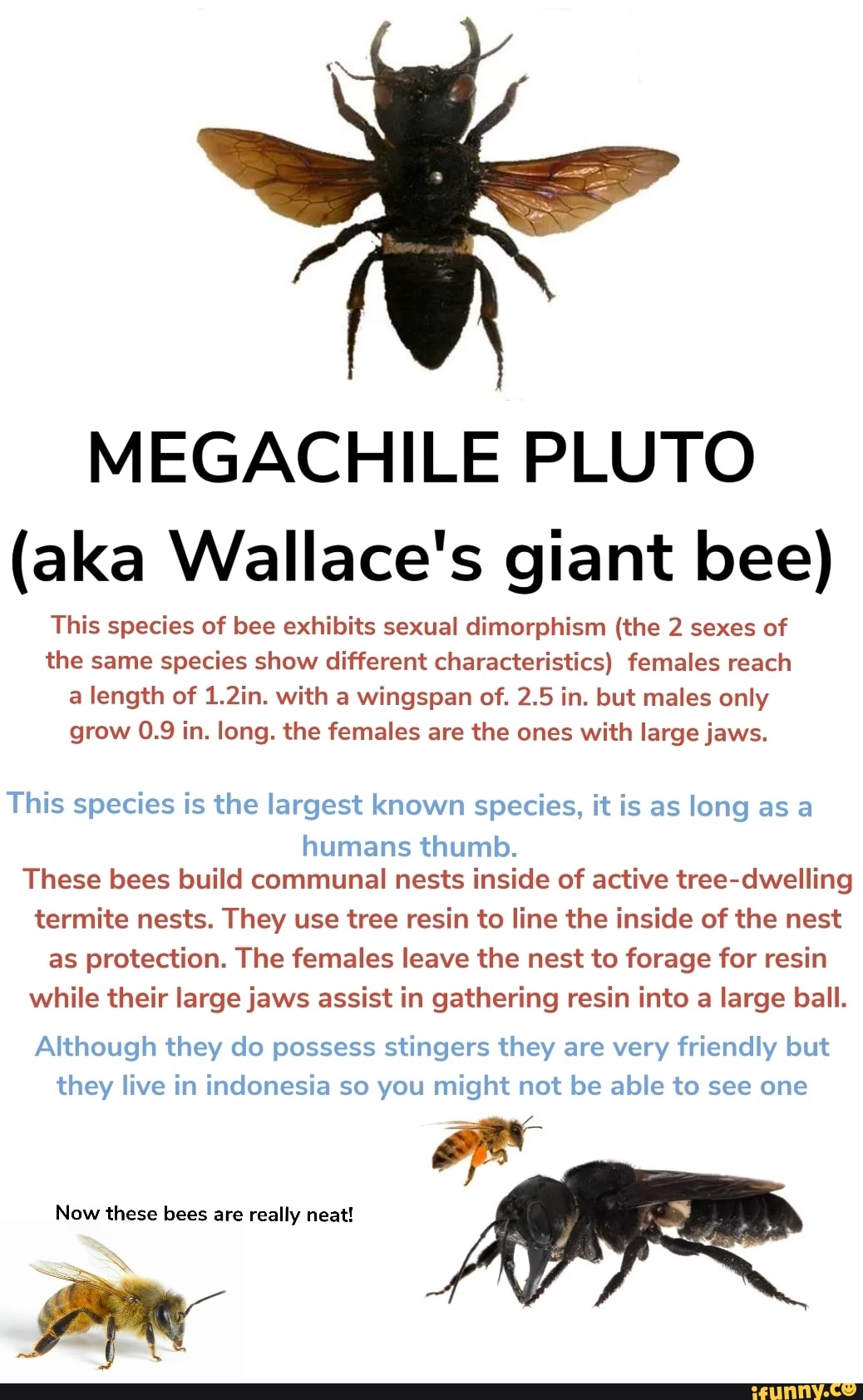 Megachile memes. Best Collection of funny Megachile pictures on iFunny