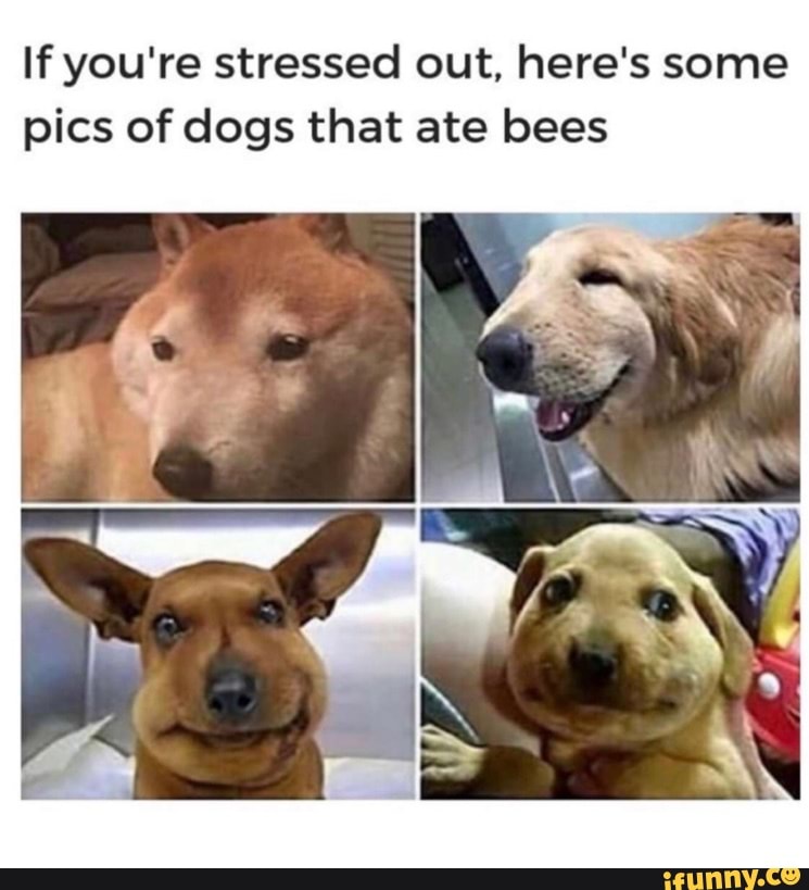 If you're stressed out, here's some pics of dogs that ate bees - iFunny