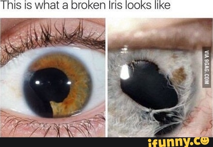 Picture memes zkq8d2pH6 by NelkBoys: 1.1K comments - iFunny