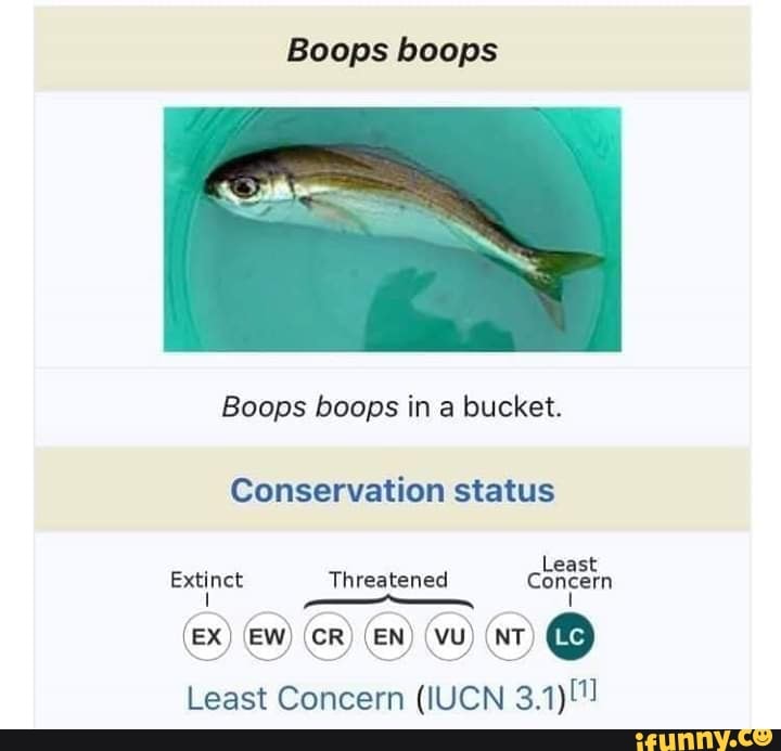 Boops boops Boops boops in a bucket. Conservation status Extinct ...
