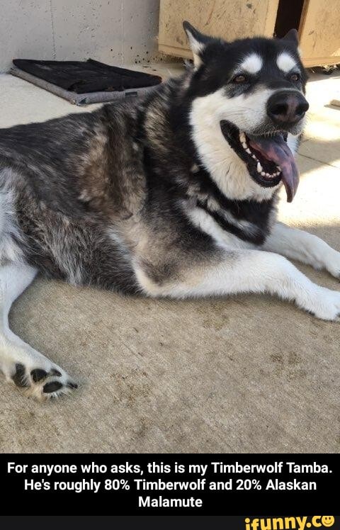 Timberwolf memes. Best Collection of funny Timberwolf pictures on iFunny