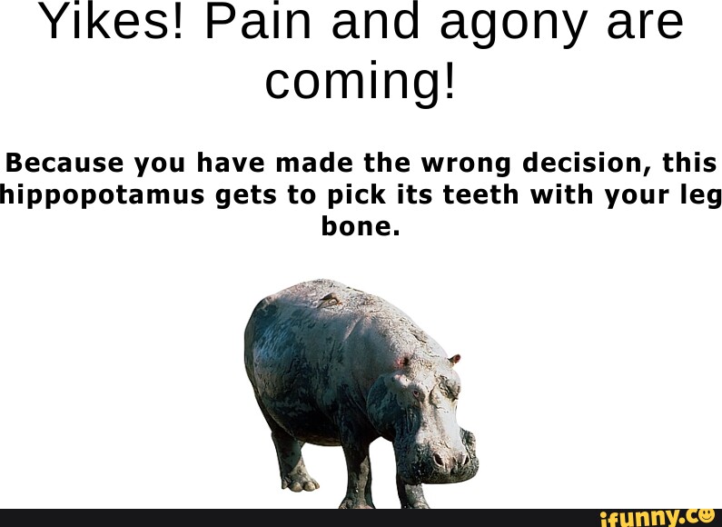 Hippopotamus memes. Best Collection of funny Hippopotamus pictures on ...
