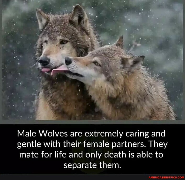 Male Wolves are extremely caring and gentle with their female partners ...