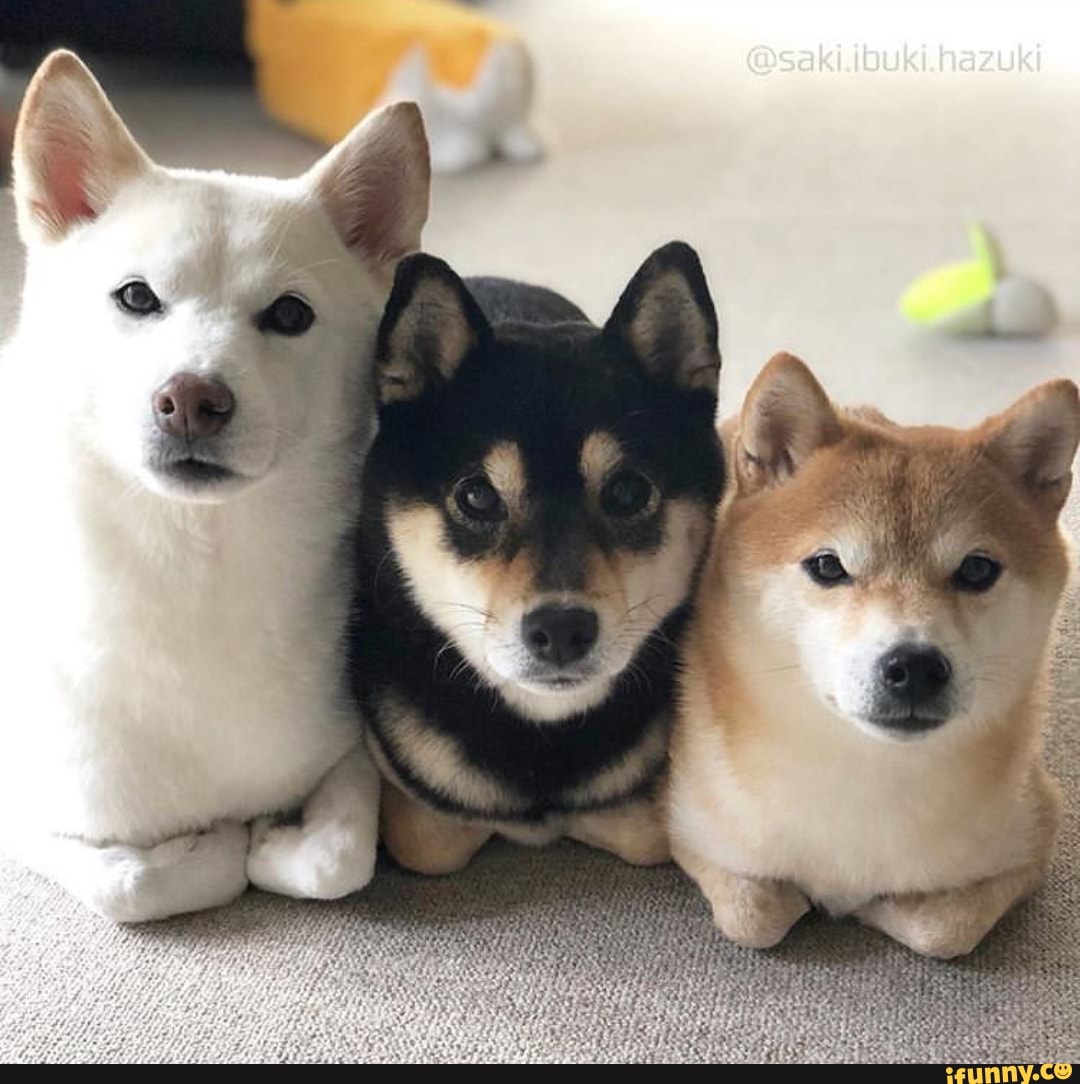 Animedog memes. Best Collection of funny Animedog pictures on iFunny