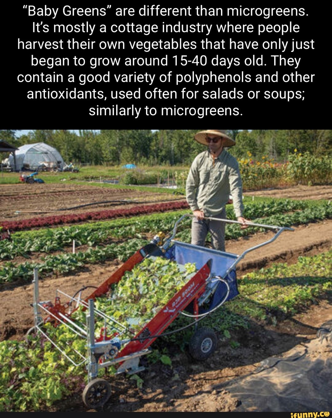 Microgreens memes. Best Collection of funny Microgreens pictures on iFunny