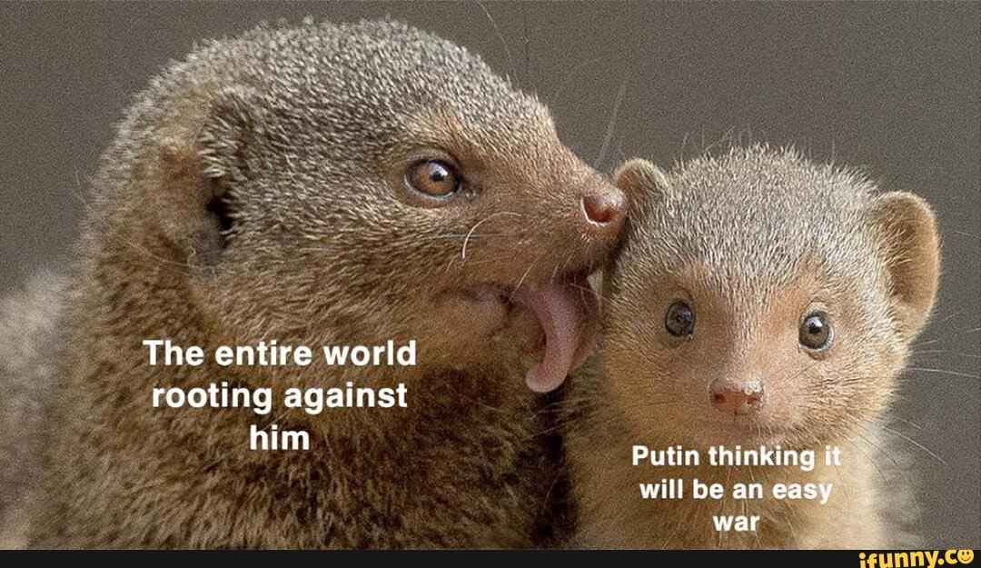 Mongooses memes. Best Collection of funny Mongooses pictures on iFunny