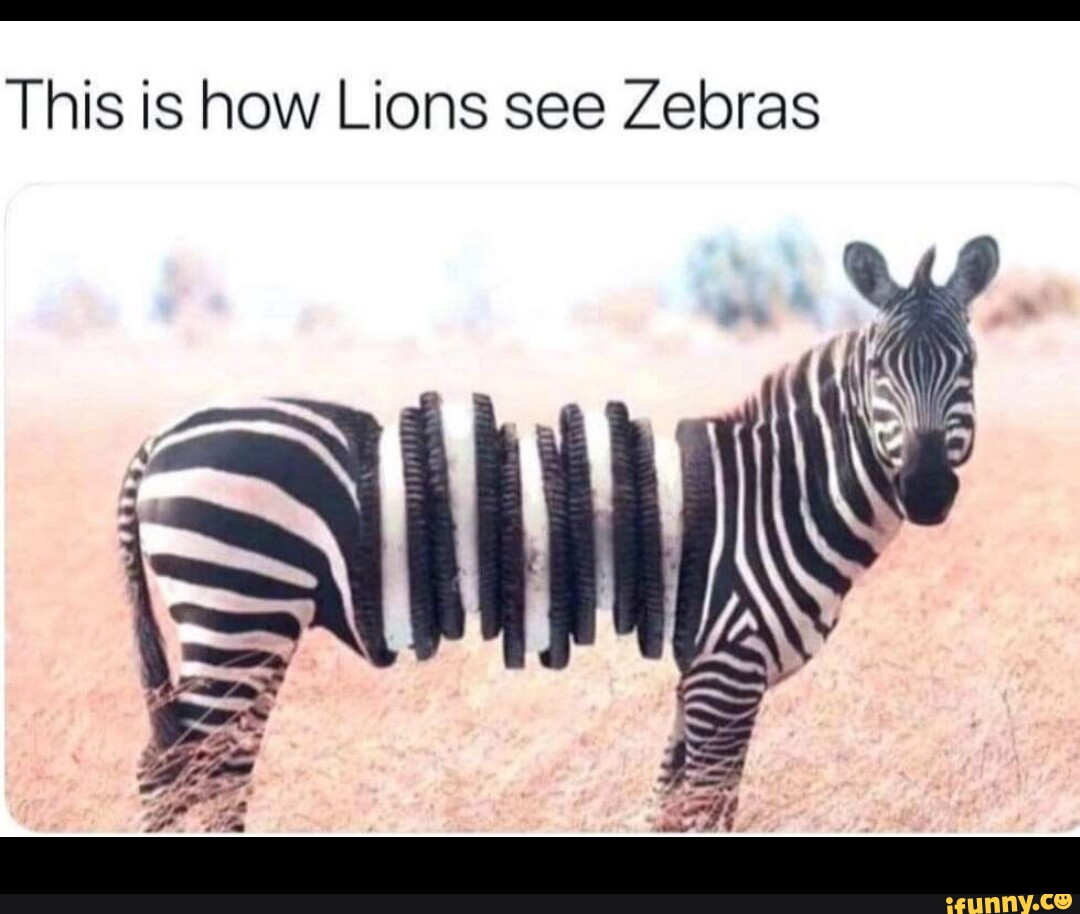 This is how Lions see Zebras SS - iFunny
