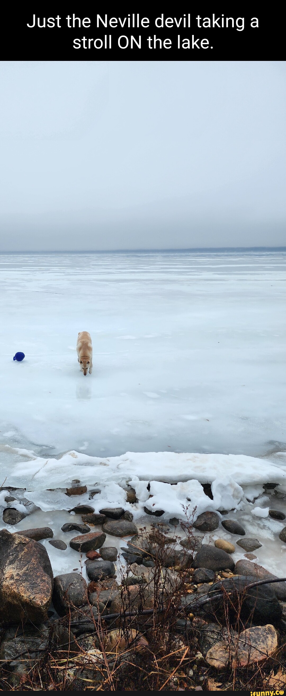 Neville memes. Best Collection of funny Neville pictures on iFunny