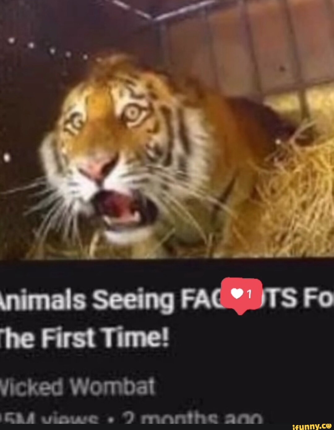 Wombat memes. Best Collection of funny Wombat pictures on iFunny