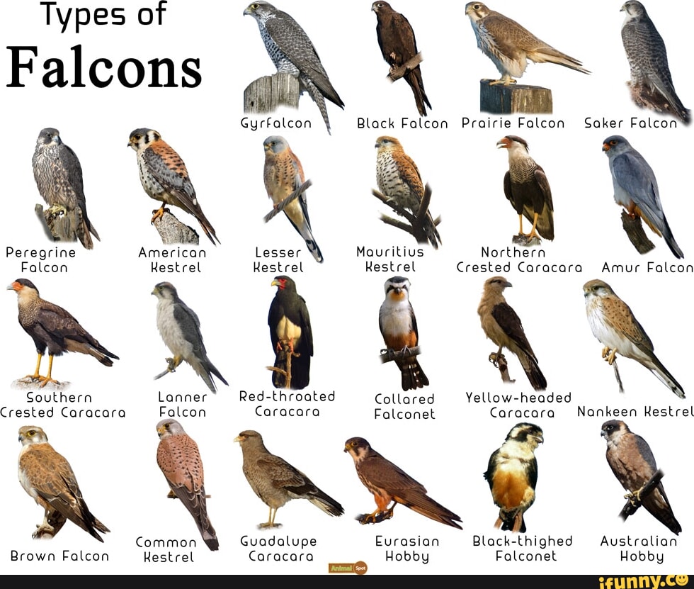 Mauritius memes. Best Collection of funny Mauritius pictures on iFunny