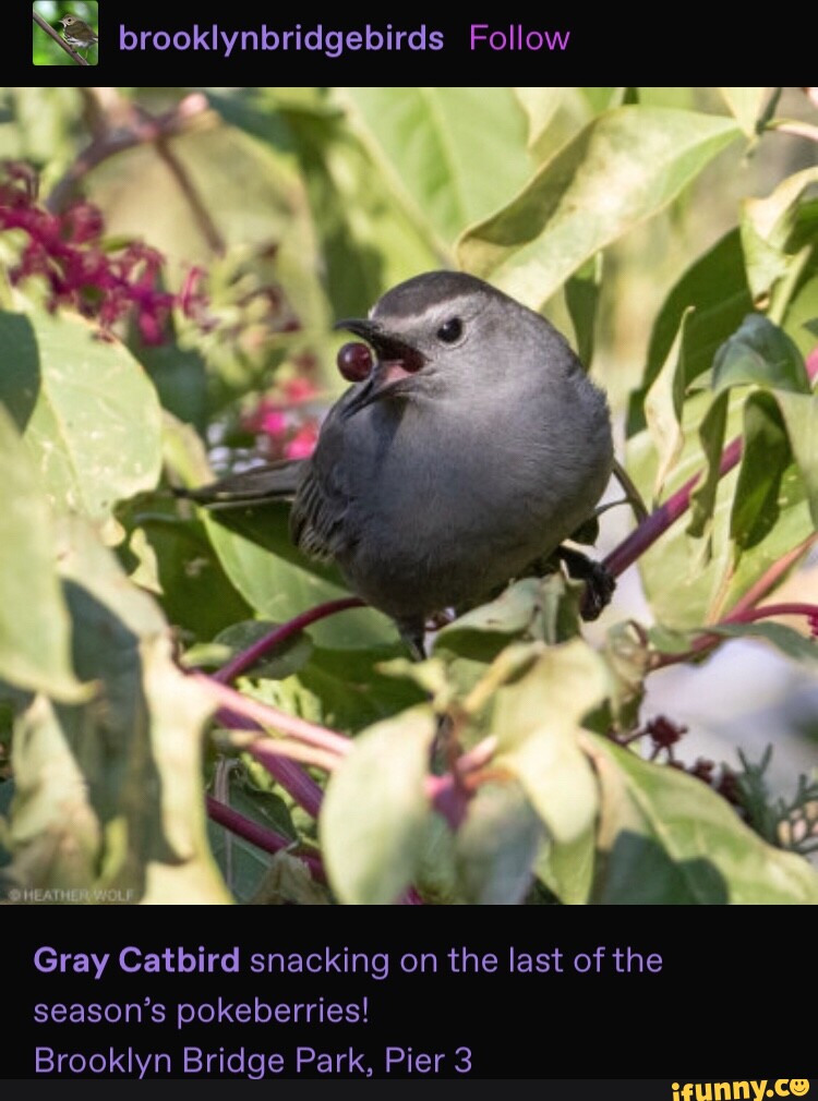 Catbird memes. Best Collection of funny Catbird pictures on iFunny