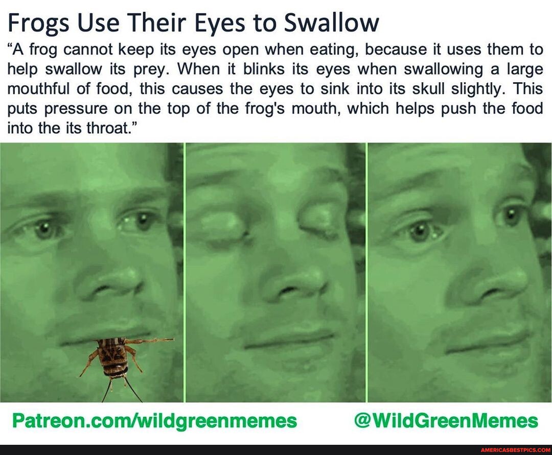 🐸 Meme by @beingevolved - Frogs Use Their Eyes to Swallow "A frog ...