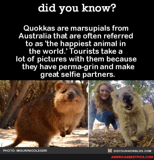 Did you know? Quokkas are marsupials from Australia that are often ...