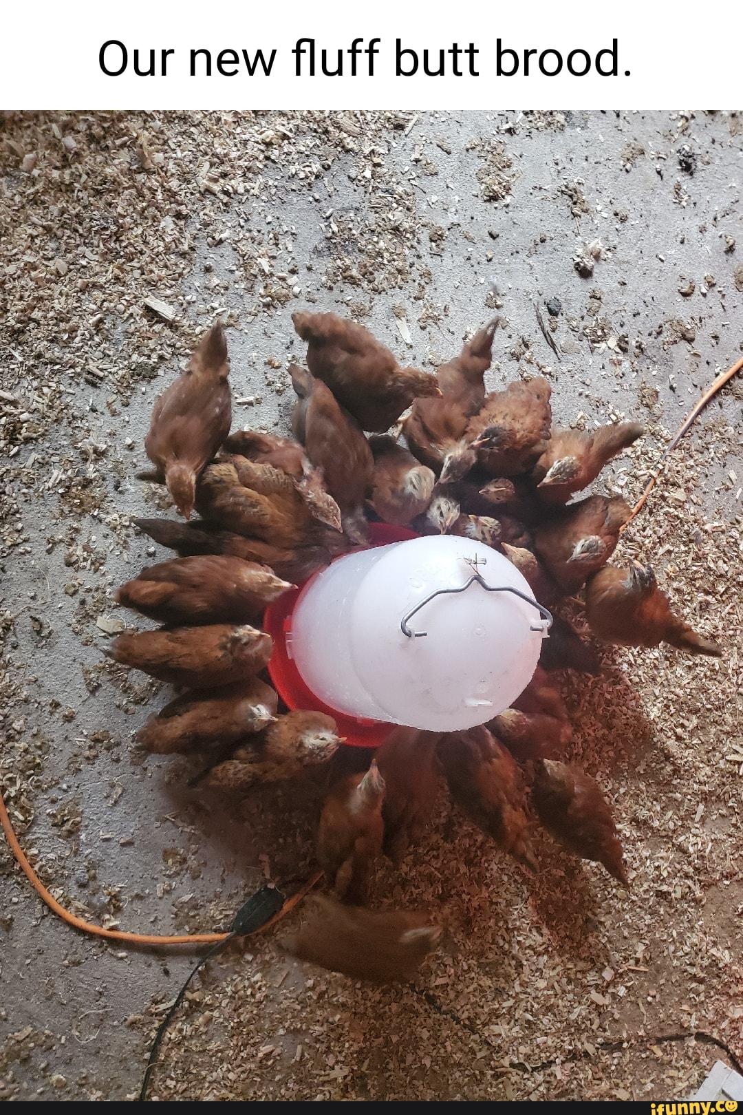 Our new fluff butt brood. - iFunny