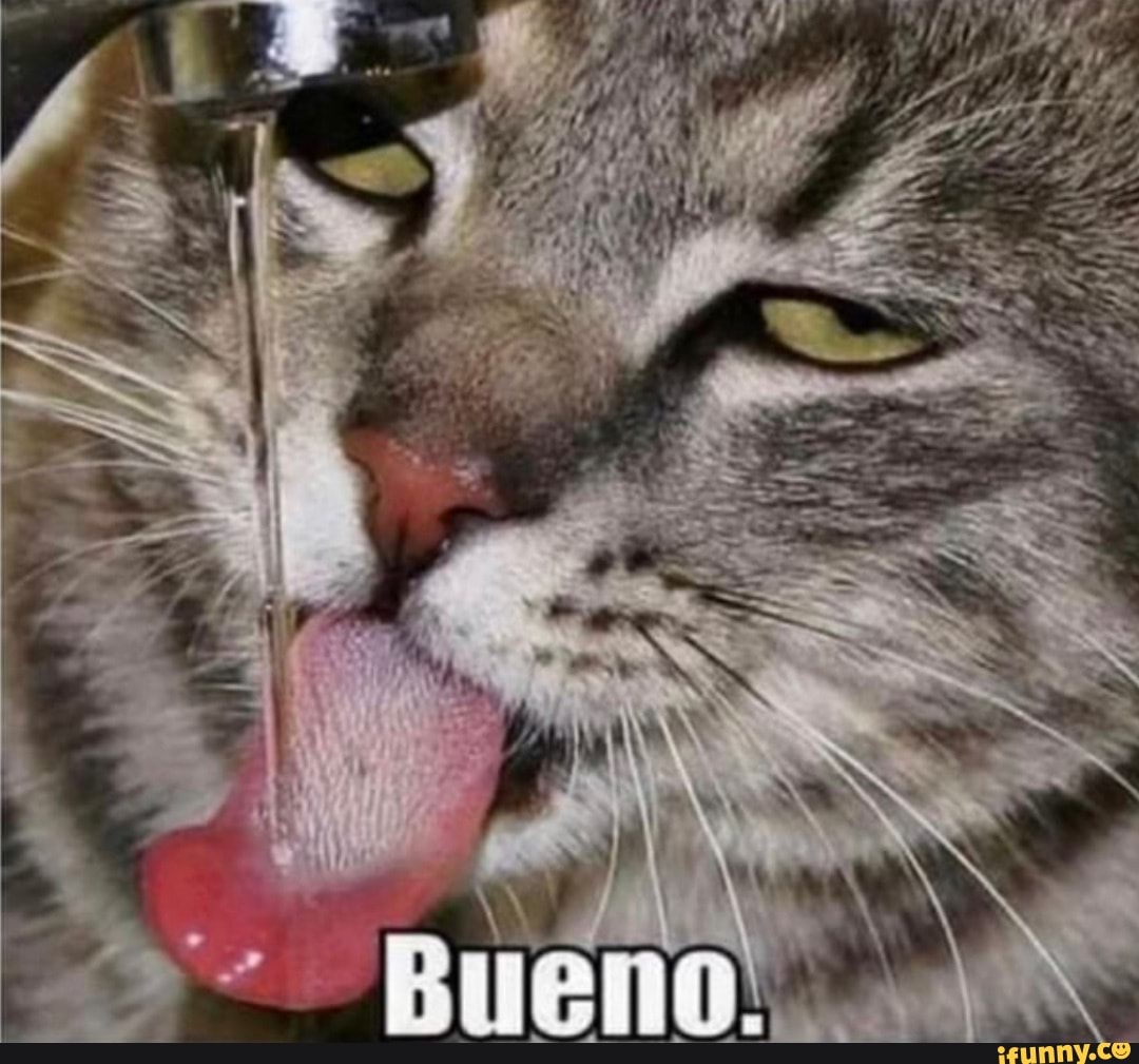 Cursedcat memes. Best Collection of funny Cursedcat pictures on iFunny