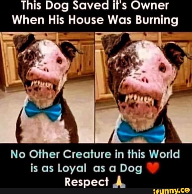 This Dog Saved ifs Owner When His House Was Burning ry No Other ...