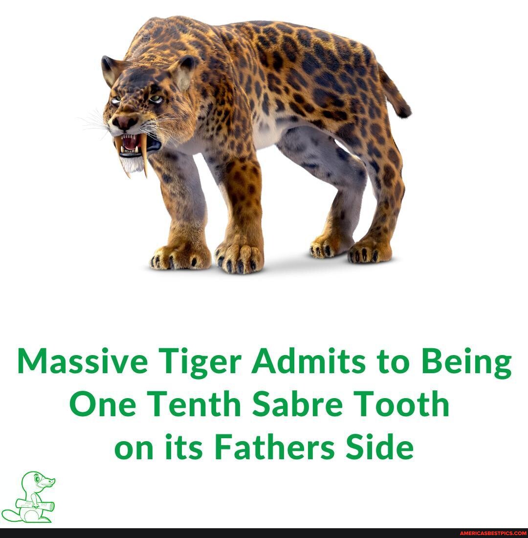 Massive Tiger Admits to Being One Tenth Sabre Tooth on its Fathers Side ...