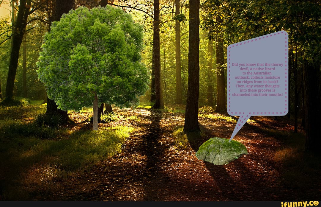 Tree Comic One - iFunny