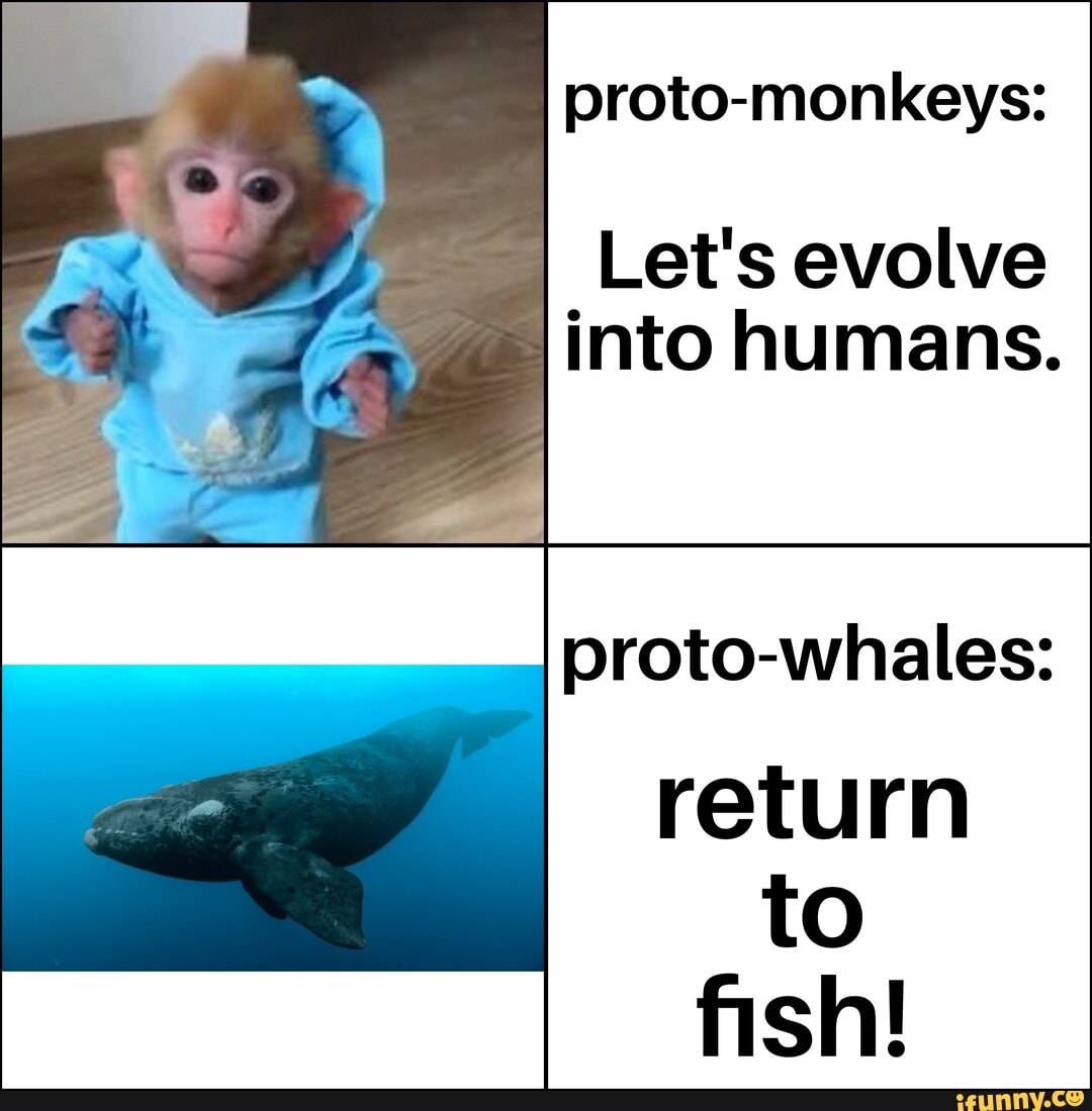Proto-monkeys: Let's evolve into humans. proto-whales: return to fish ...