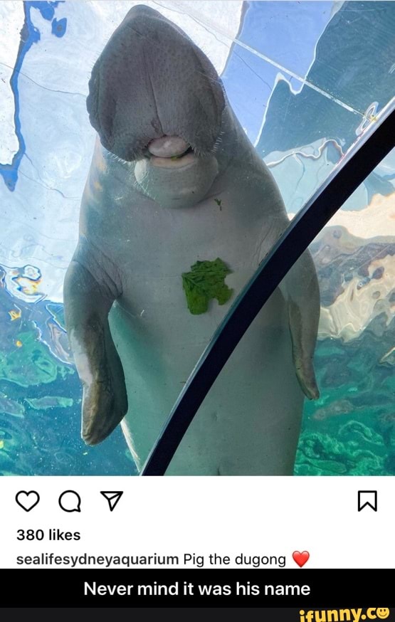 Dugong memes. Best Collection of funny Dugong pictures on iFunny