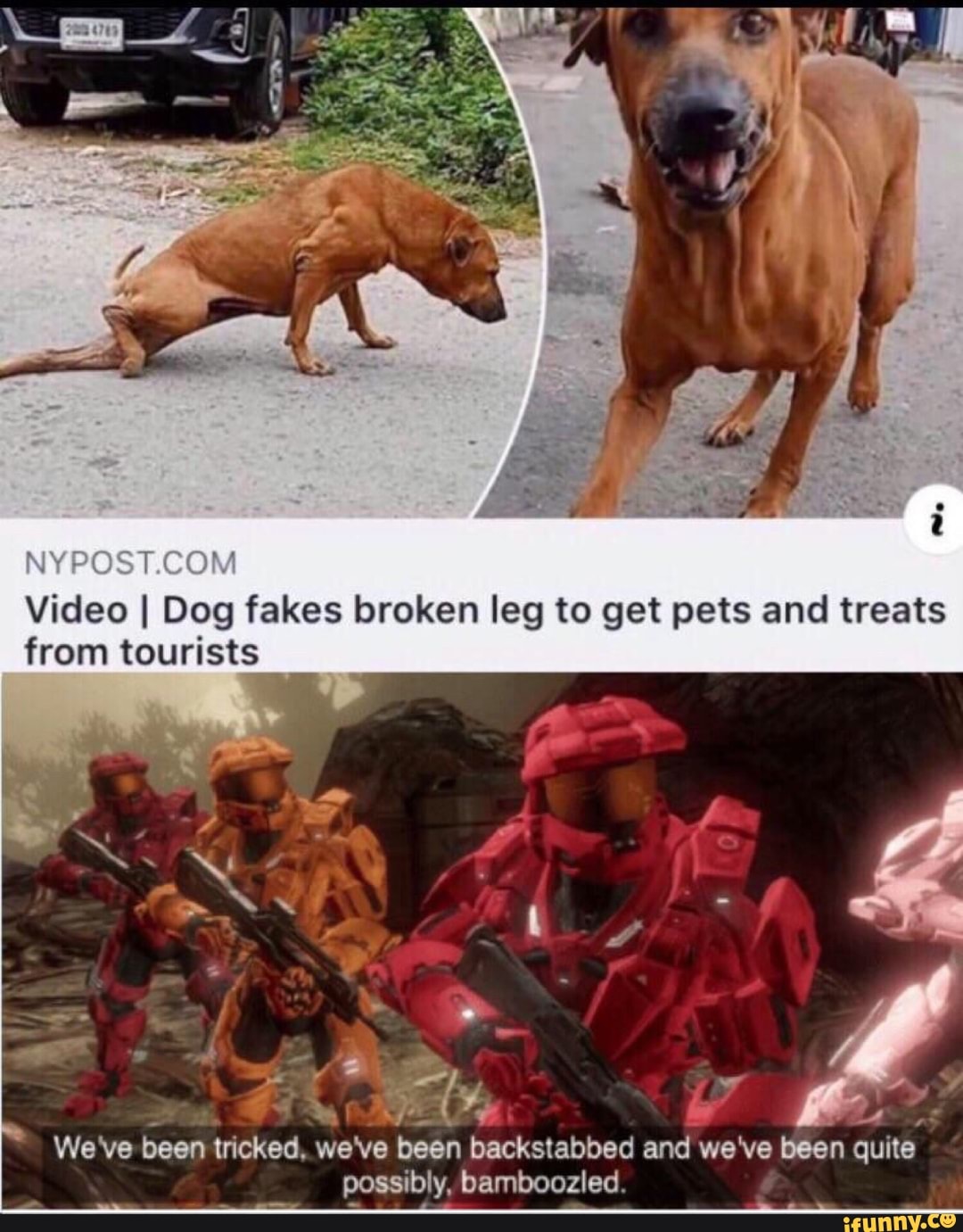 Í Video I Dog fakes broken leg to get pets and treats from tourists ...