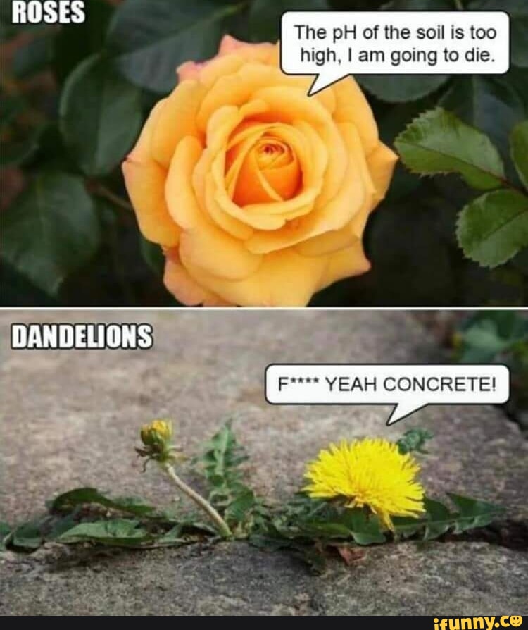 Dandelions memes. Best Collection of funny Dandelions pictures on iFunny