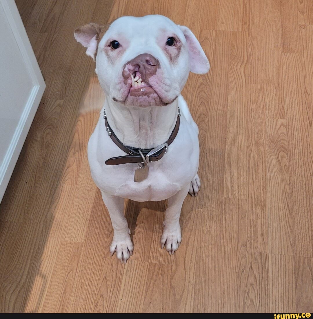 Cleft memes. Best Collection of funny Cleft pictures on iFunny