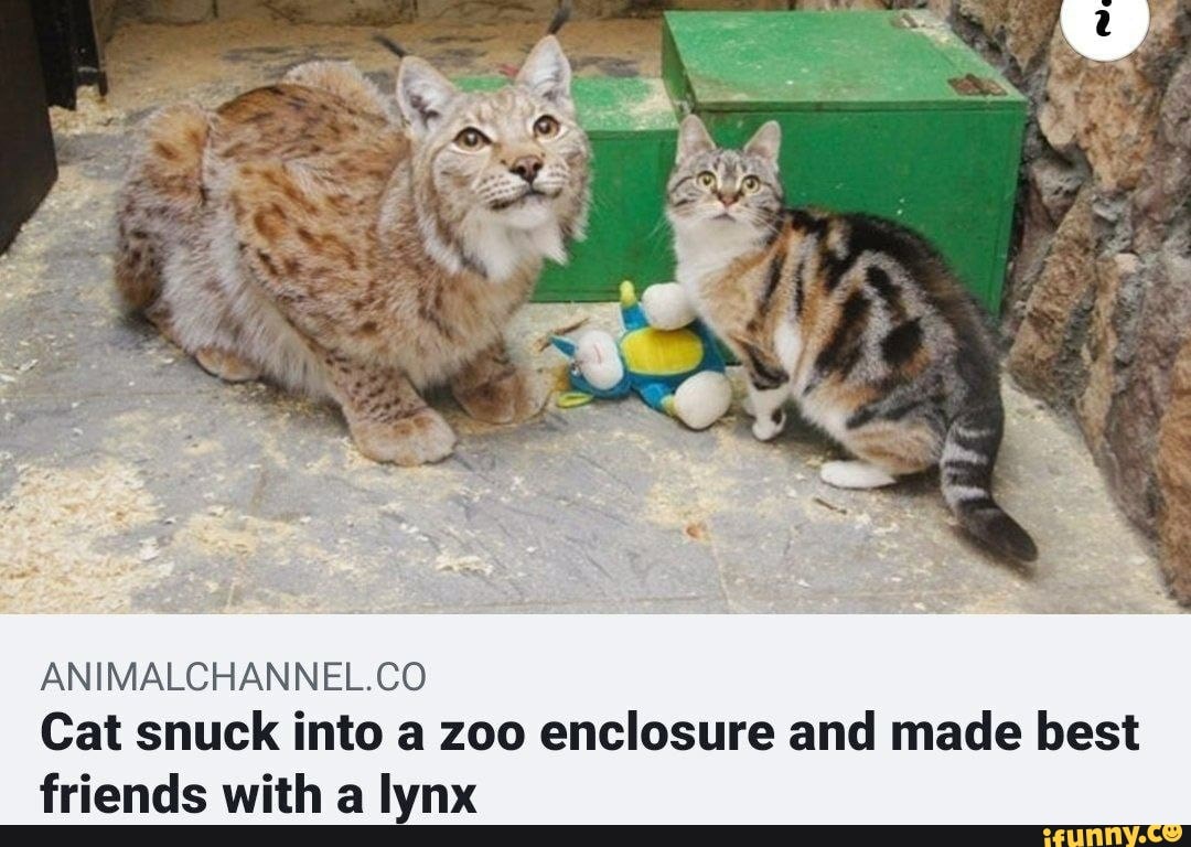 Lynx memes. Best Collection of funny Lynx pictures on iFunny