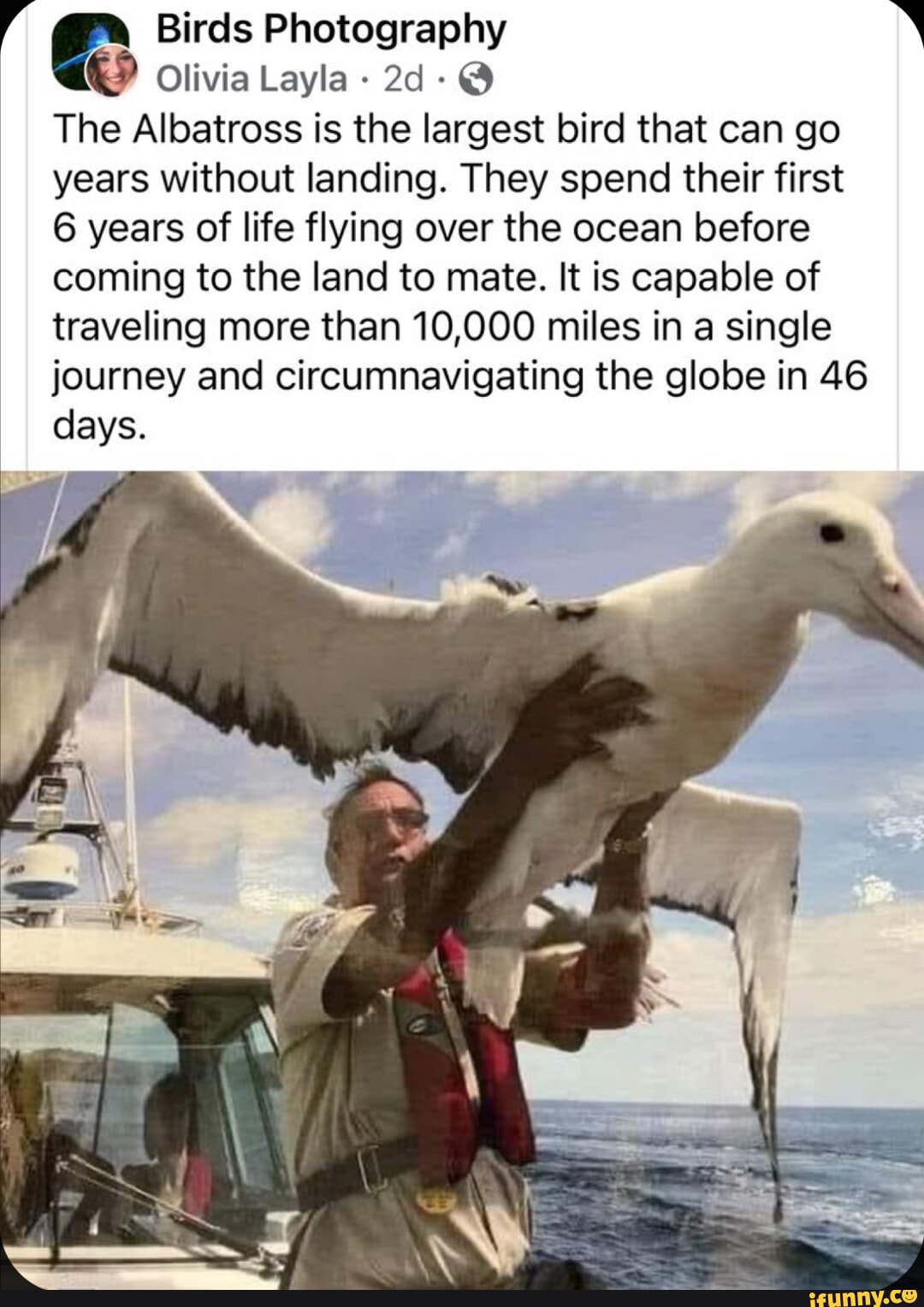 Albatross memes. Best Collection of funny Albatross pictures on iFunny