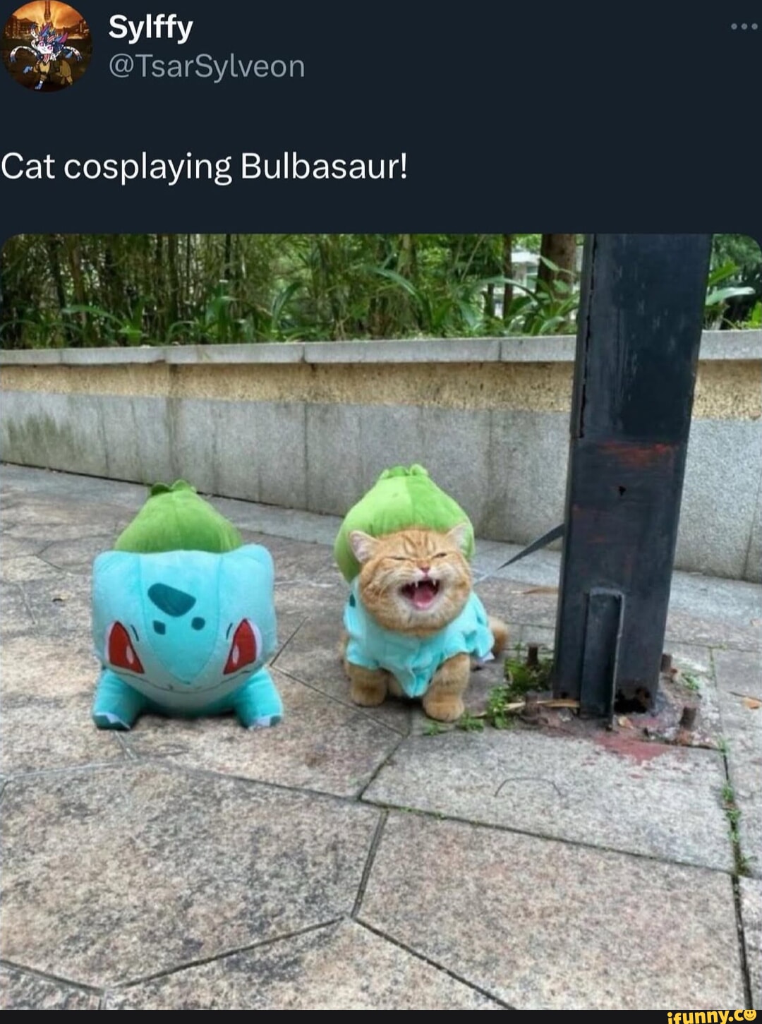 Ovo QTsarSylveon Cat cosplaying Bulbasaur! fr - iFunny