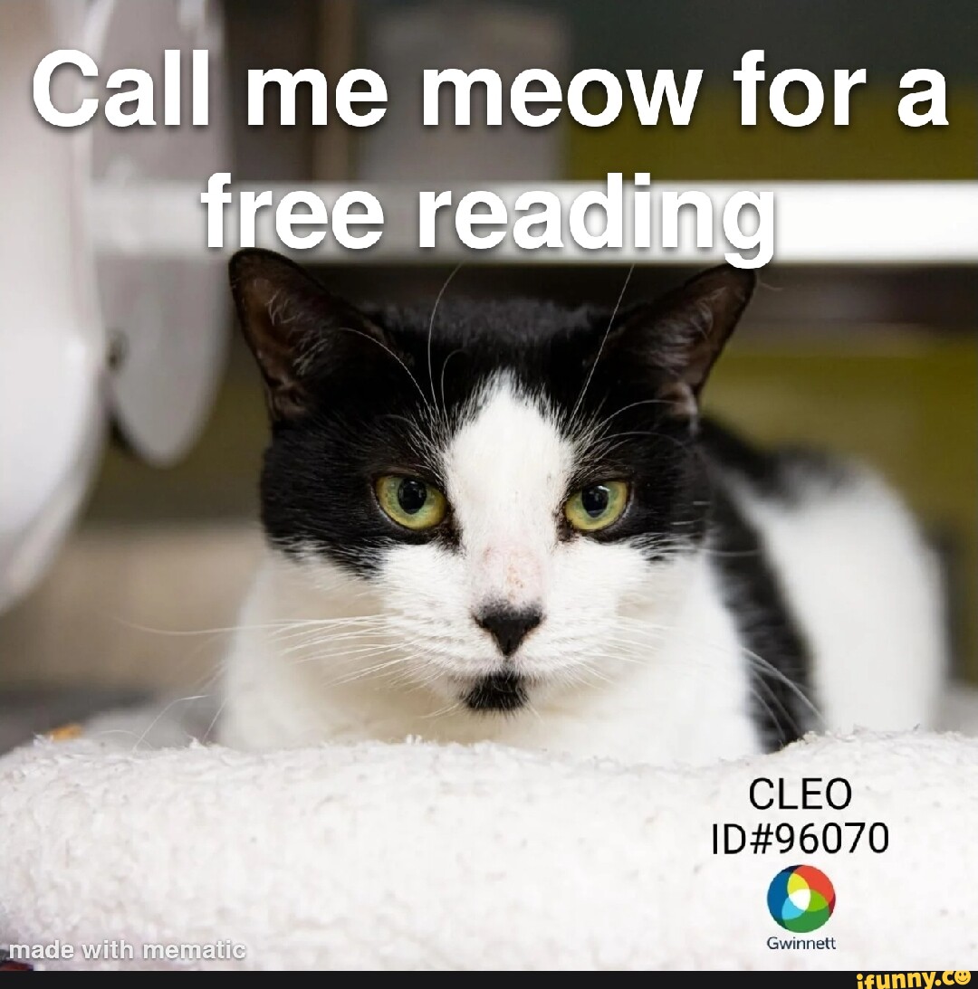 Meow memes. Best Collection of funny Meow pictures on iFunny