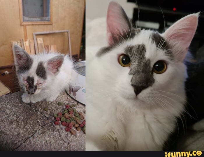 Parabola memes. Best Collection of funny Parabola pictures on iFunny