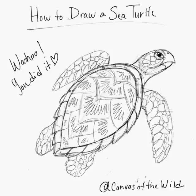 Kelly Quinn - Turtle Ra How US Draw aS - )