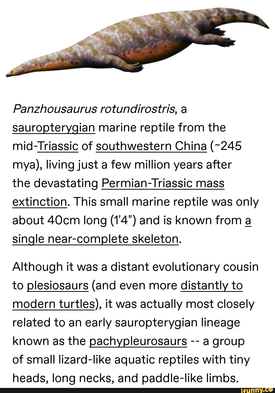Panzhousaurus rotundirostris, a saurogterygian marine reptile from the ...
