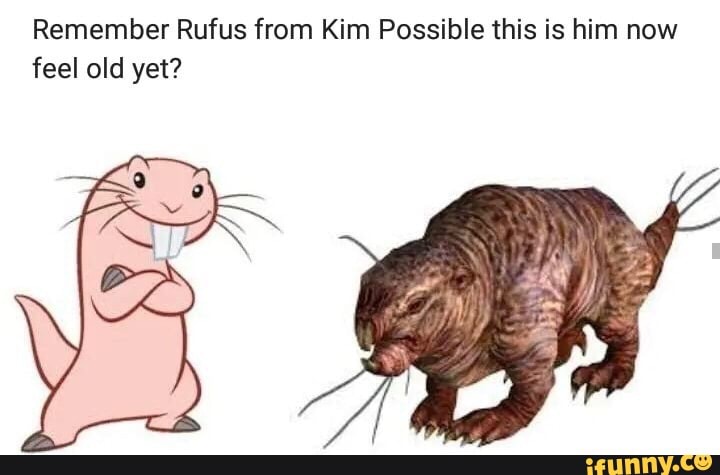 Remember Rufus from Kim Possible this is him now feel old yet? - iFunny