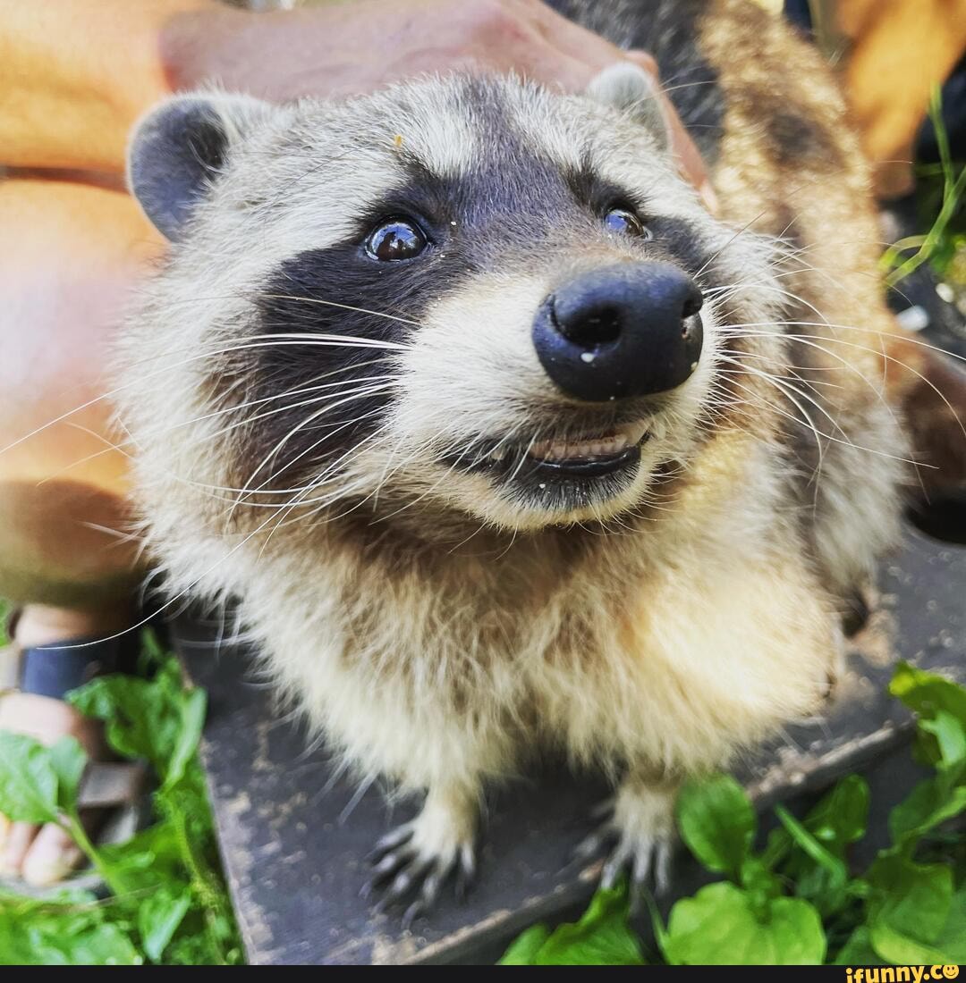 Mr_inbetween memes. Best Collection of funny Mr_inbetween pictures on ...