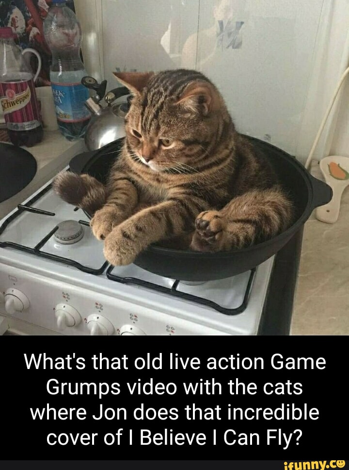 What's that old live action Game Grumps video with the cats where Jon ...